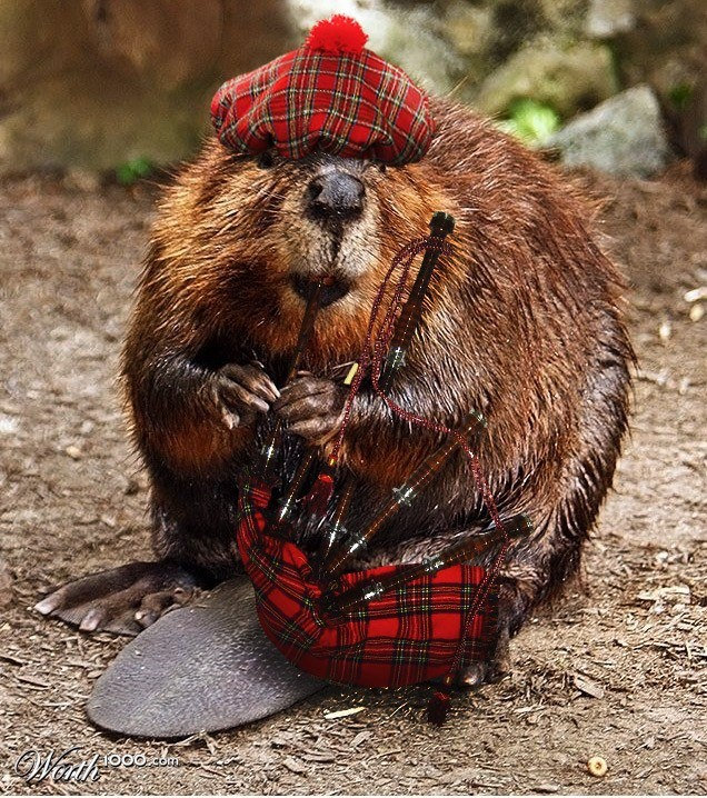 The Beavertail Slap - Scottish Country Dance of the Day