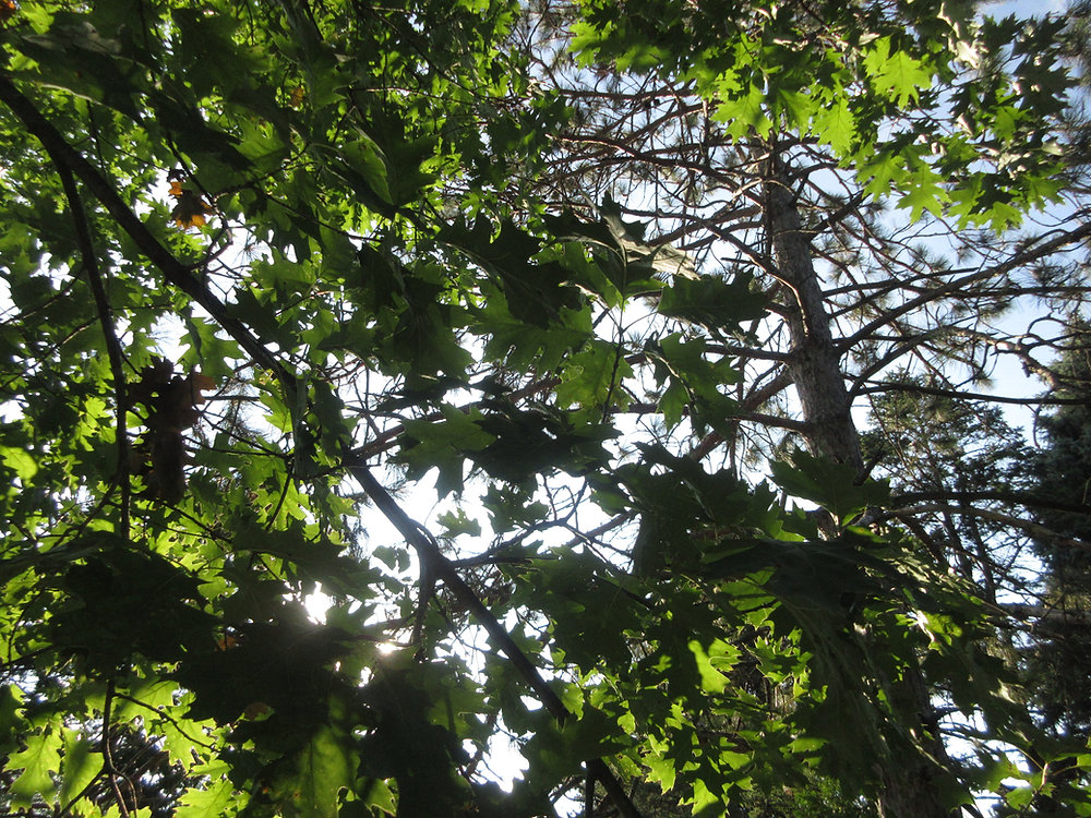 The Trees of Summer
