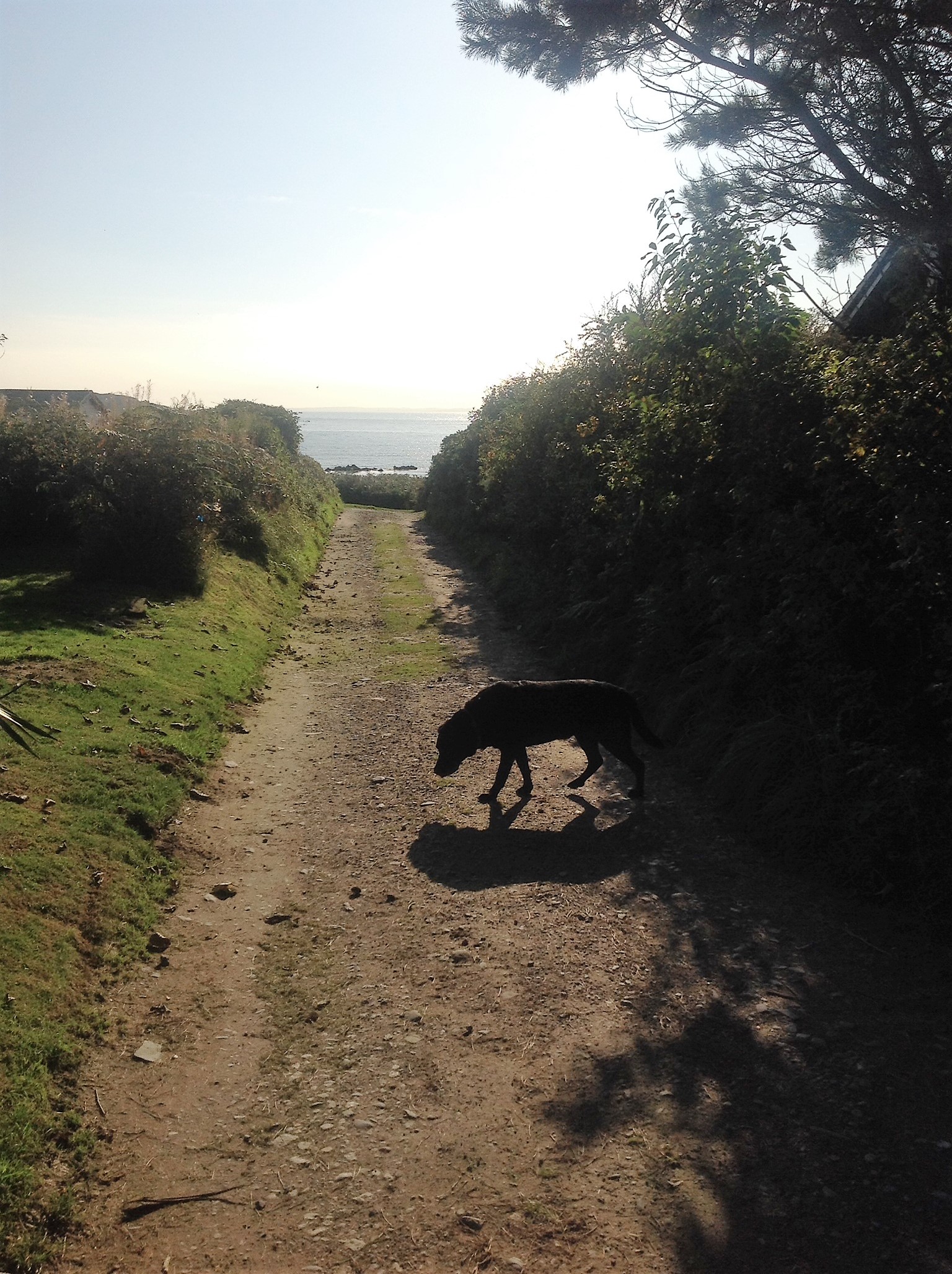 Thelma's Mooring Carrick Shore