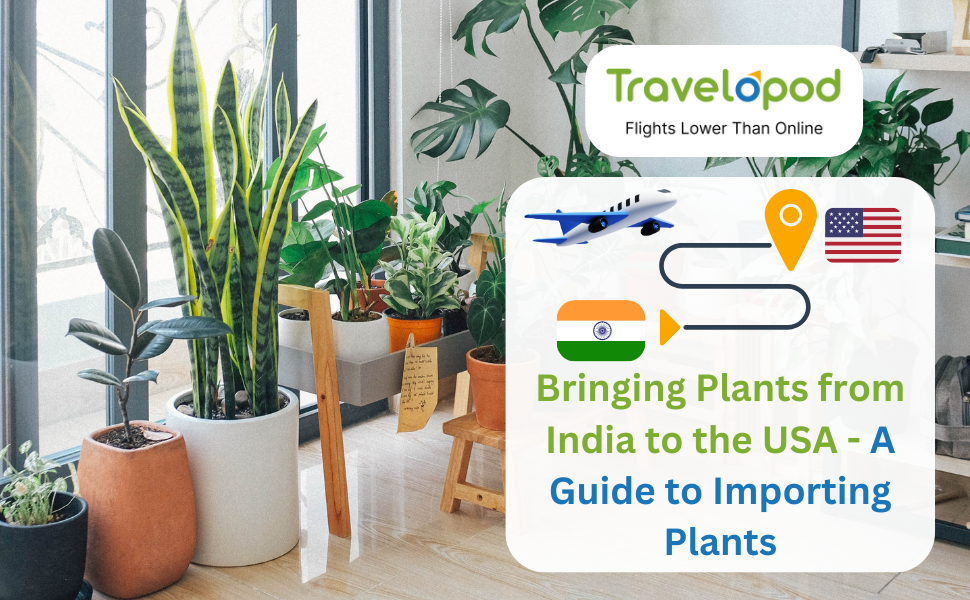 Bringing Plants from India to the USA - A Guide to Importing Plants ...
