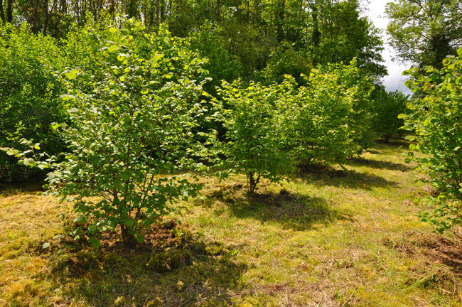 Comment planter un arbre à truffe