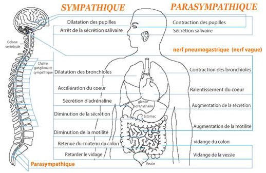 Le système nerveux autonome