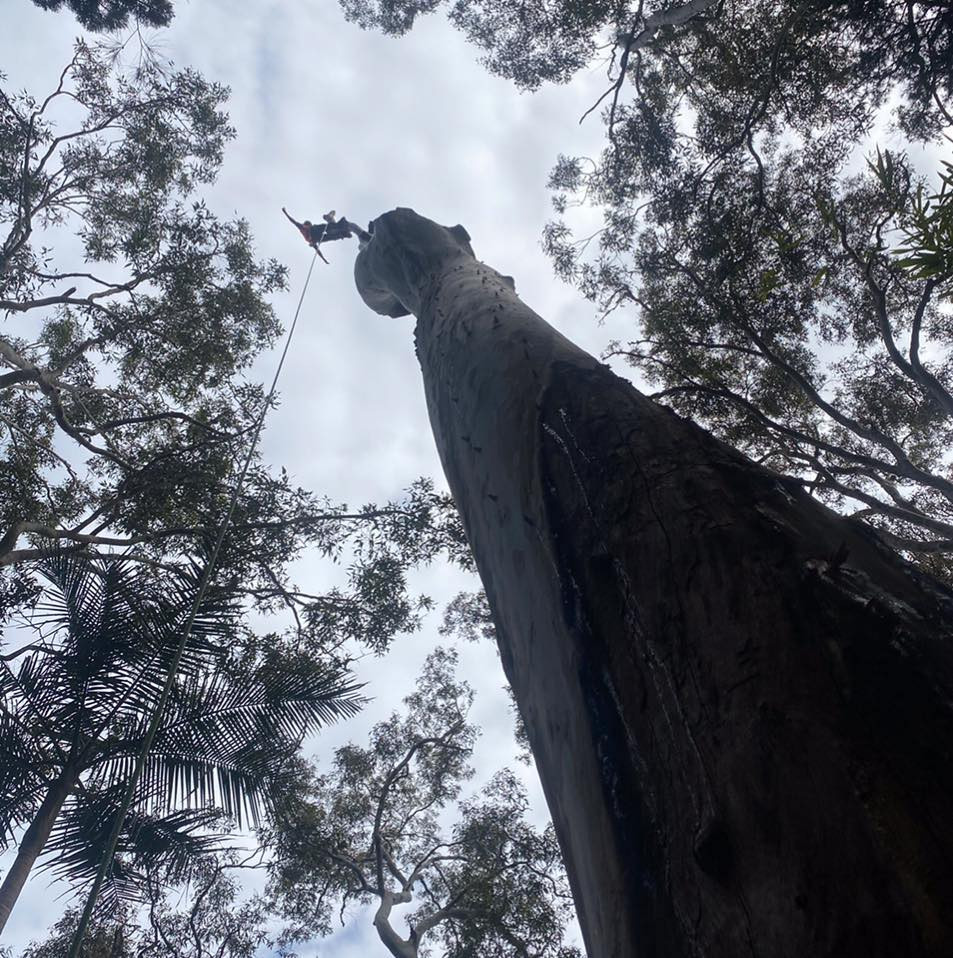 Coastal Trees PTY LTD | tree services and arborists | 94 Aloha Drive ...