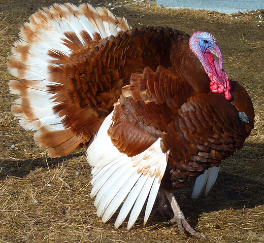 The Bourbon Red Turkey | thehydrofarm