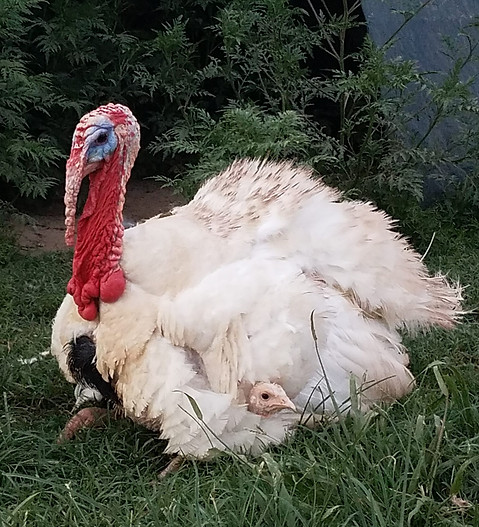 The Beltsville Small White Turkey | thehydrofarm