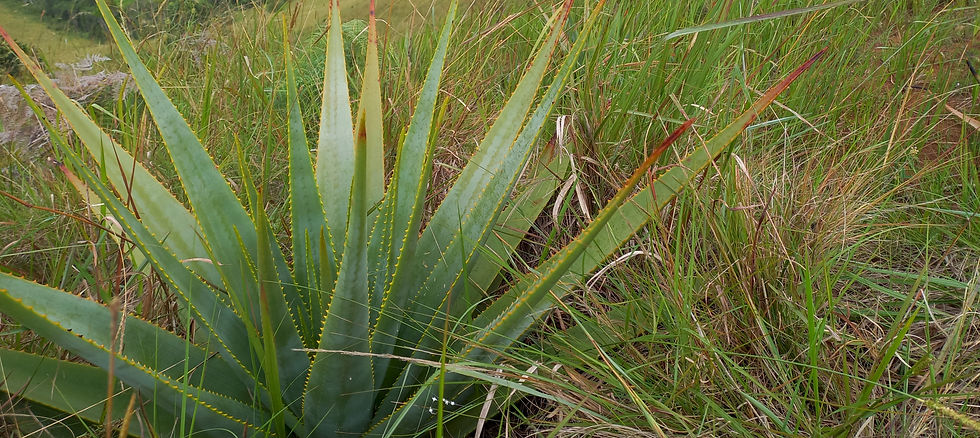 Blog | Mioty Voajanahary