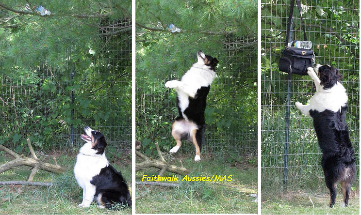 Typical Aussie Traits | Faithwalk Aussies