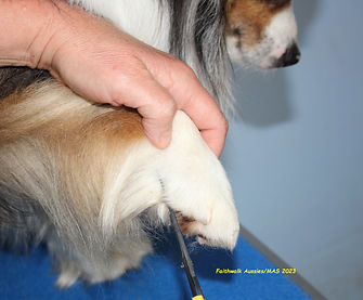 Grooming | Faithwalk Aussies