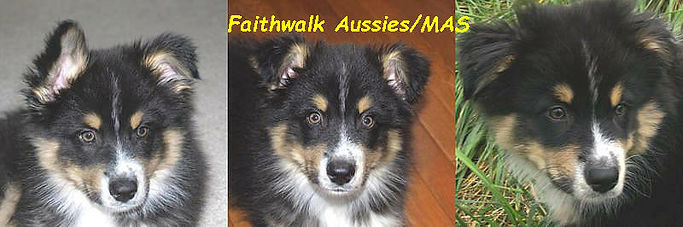 Gluing Ears, Ear Set | Faithwalk Aussies
