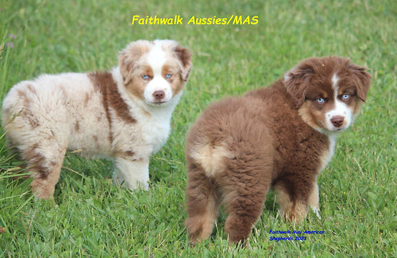 Past Puppy Photos | Faithwalk Aussies