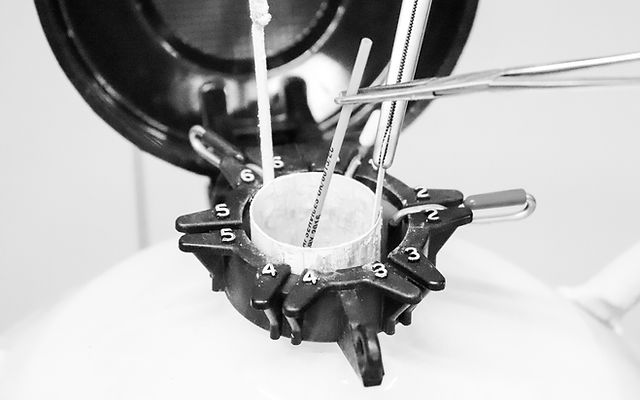 stallion collection services