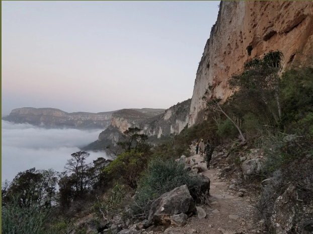 Sustainable Frankincense | Save Frankincense