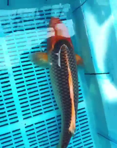 19" Kin Aka Matsuba | Cali Koi