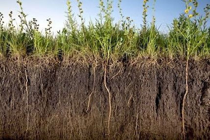 Őszi talajépítés a Talaj Humusz Menedzsmentben