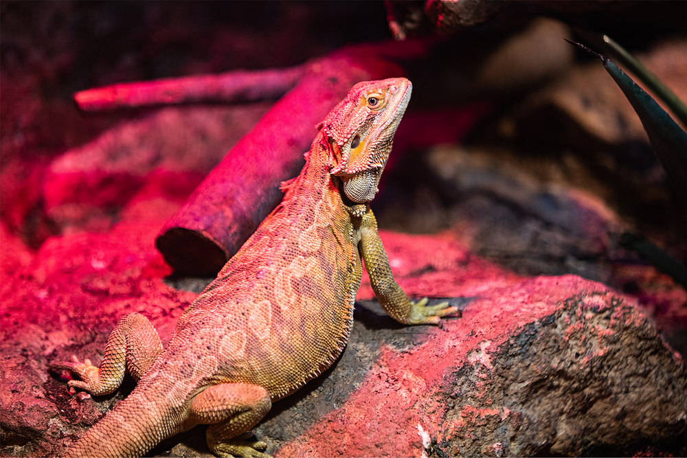 Understanding Brumation: A Natural Phenomenon in Reptile Life