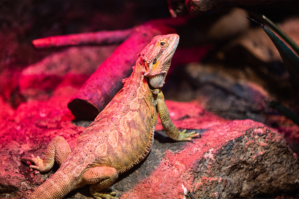 Understanding Brumation: A Natural Phenomenon in Reptile Life