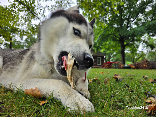Goat Roll Dog Chew | Smokey & Moo's Treat