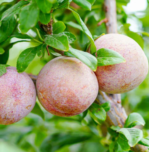 Dapple Dandy Pluots | Airaya U-Pick Farm