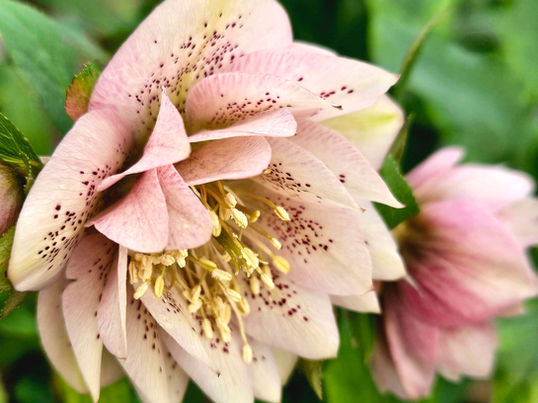 Hardy Hellebores - How to grow and care for beautiful plants