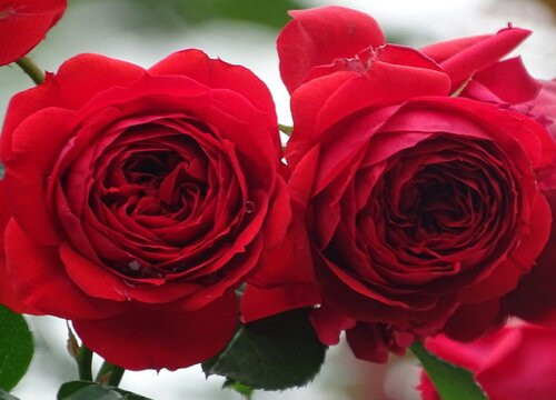 Hiogi | My Black Thumb