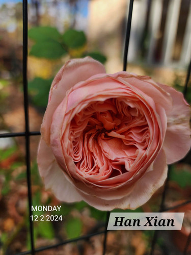 Han Xian CL | My Black Thumb