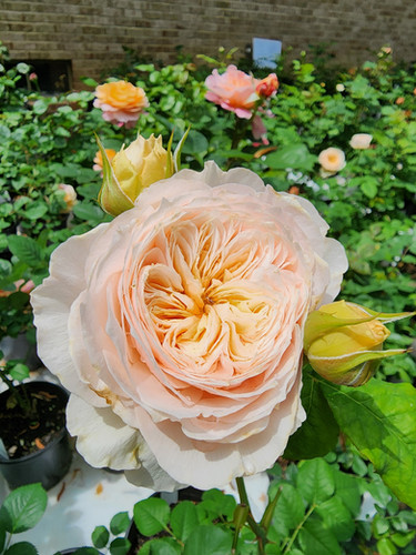 Han Xian CL | My Black Thumb