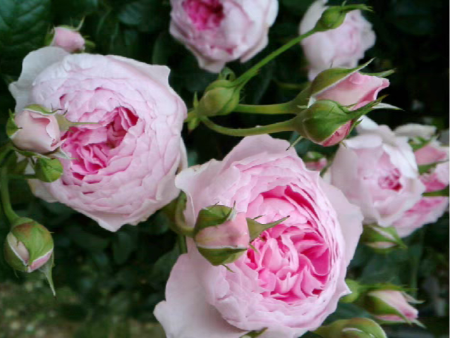 Shop | My Black Thumb