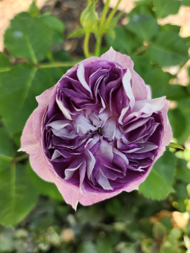 Blue Moon Stone - Japan | My Black Thumb