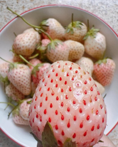 Snow White Strawberry Seeds (FREE SHIPPING) | My Black Thumb