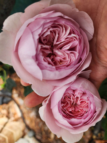 AUSham | My Black Thumb