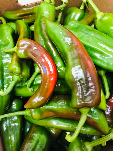 Peppers Shepherd/Lb | Brandner Farms
