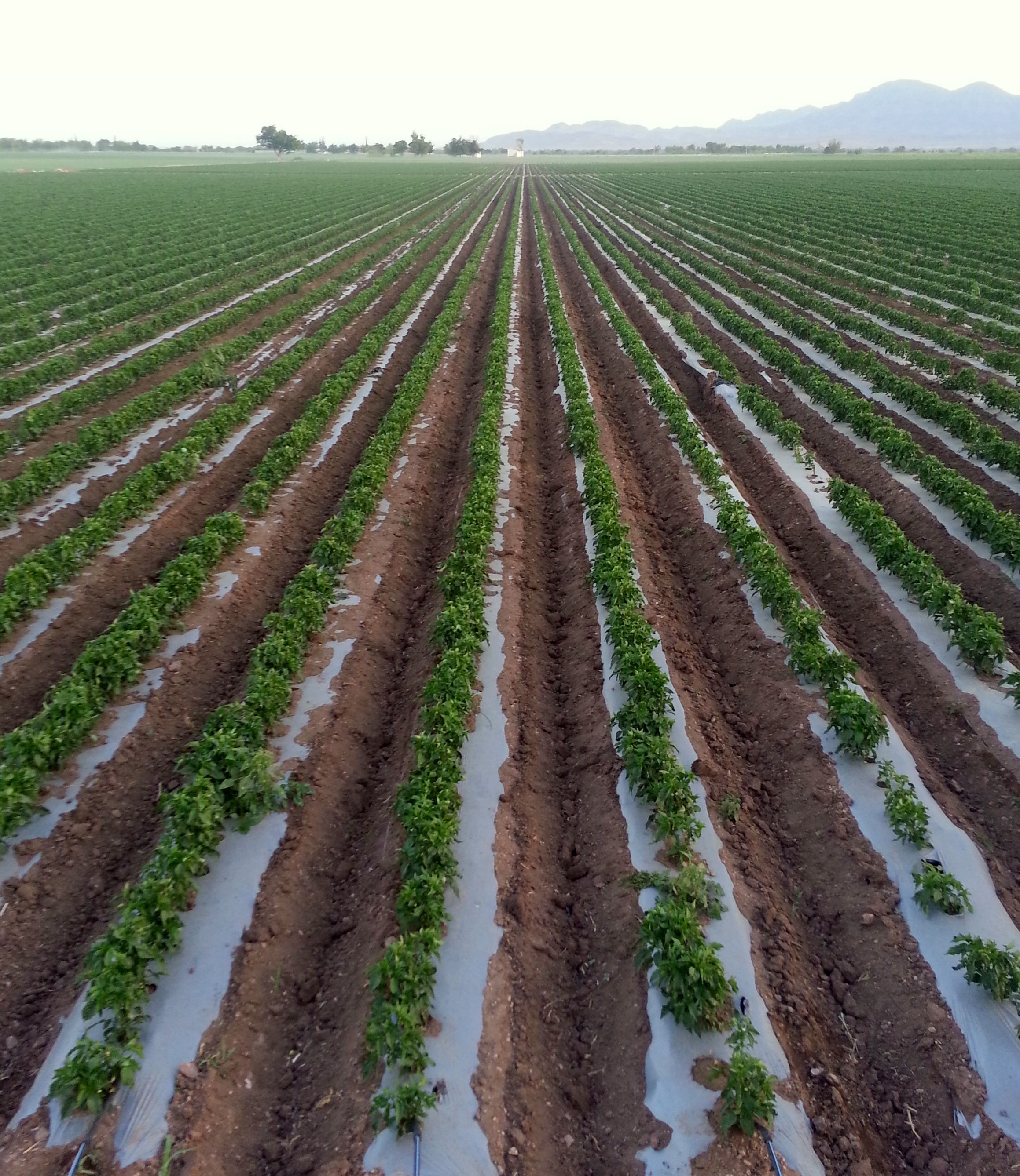 PHOTO GALLERY | nationalonioninc