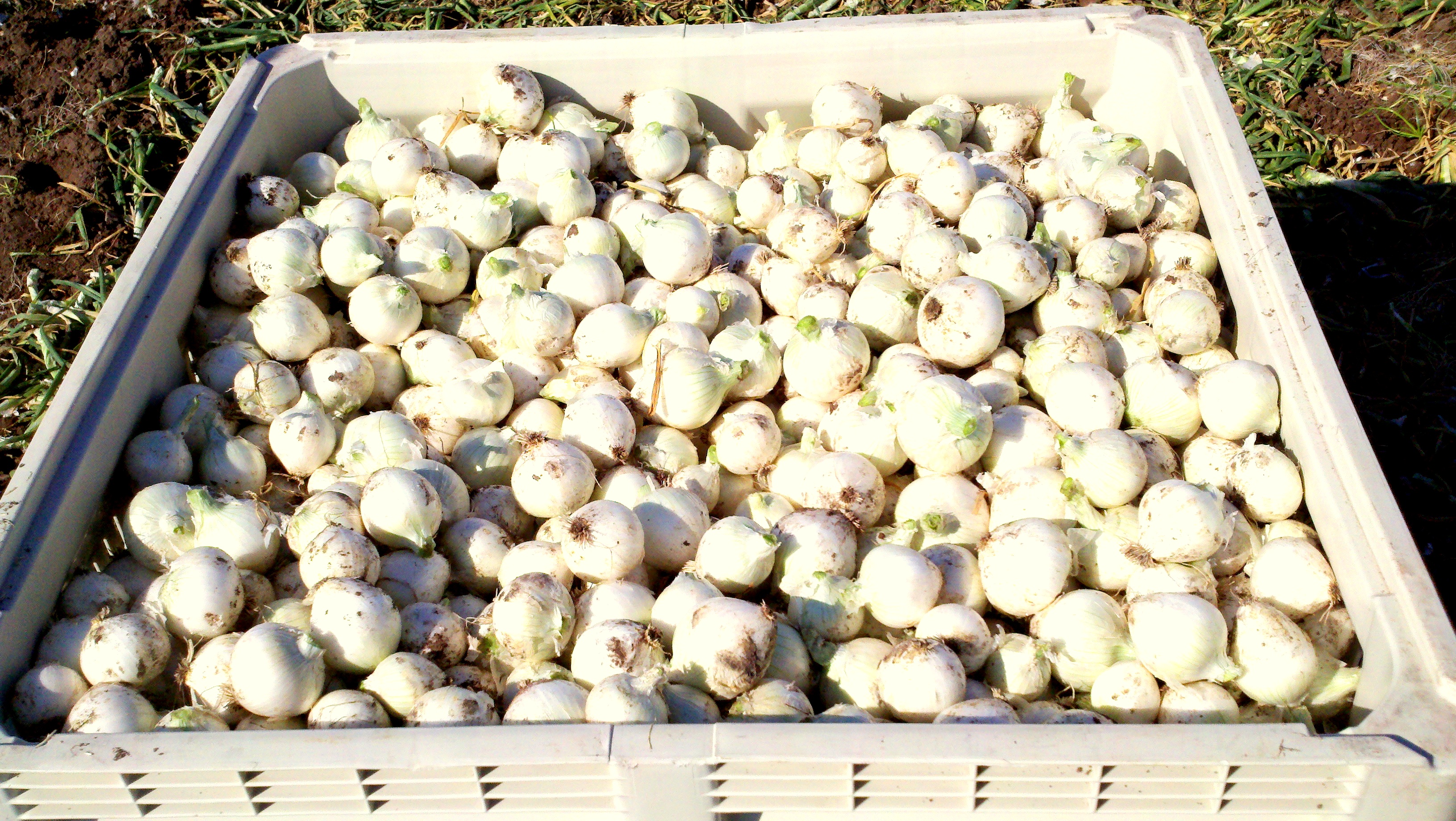 HOME | nationalonioninc