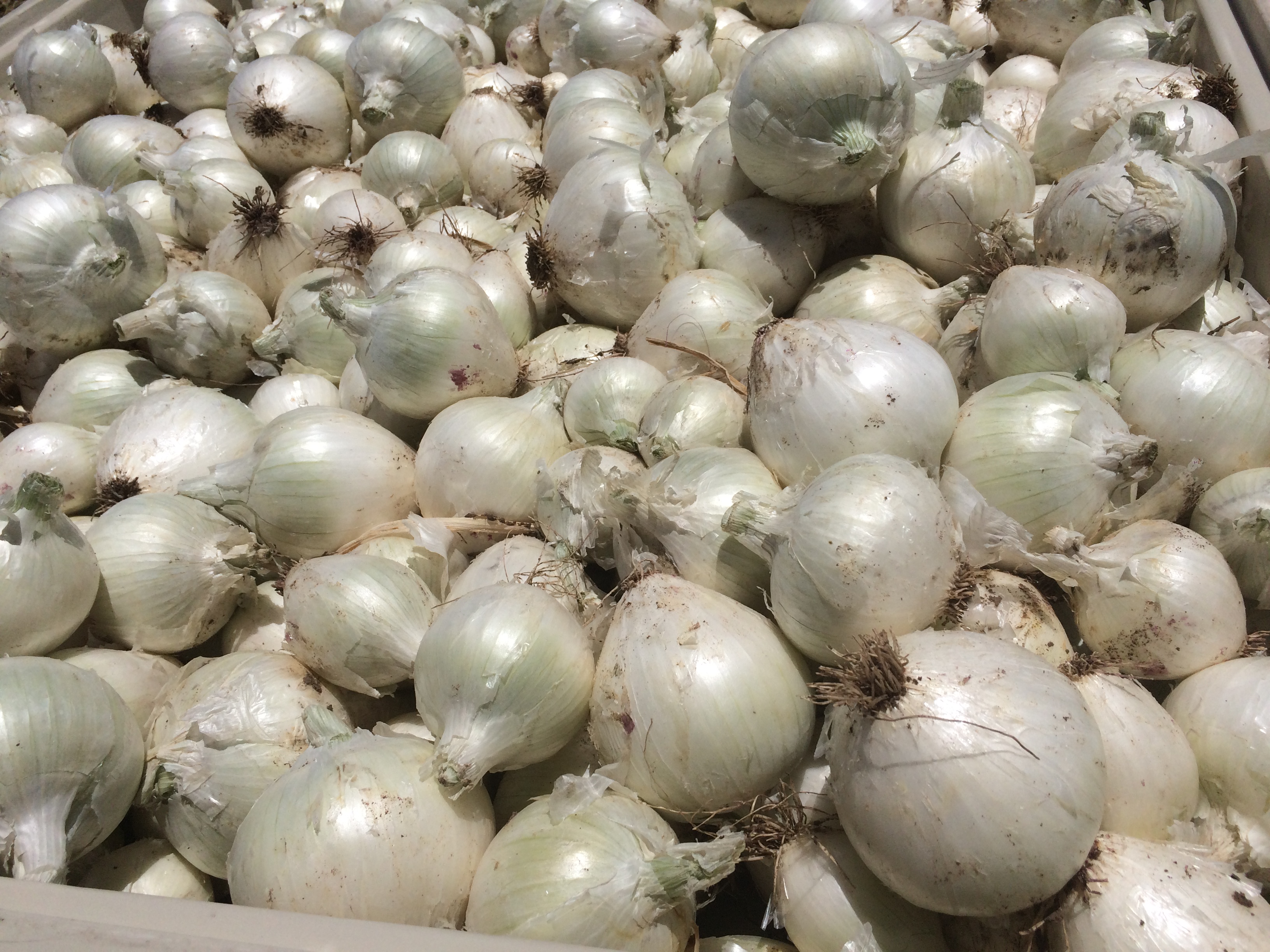 PHOTO GALLERY | nationalonioninc