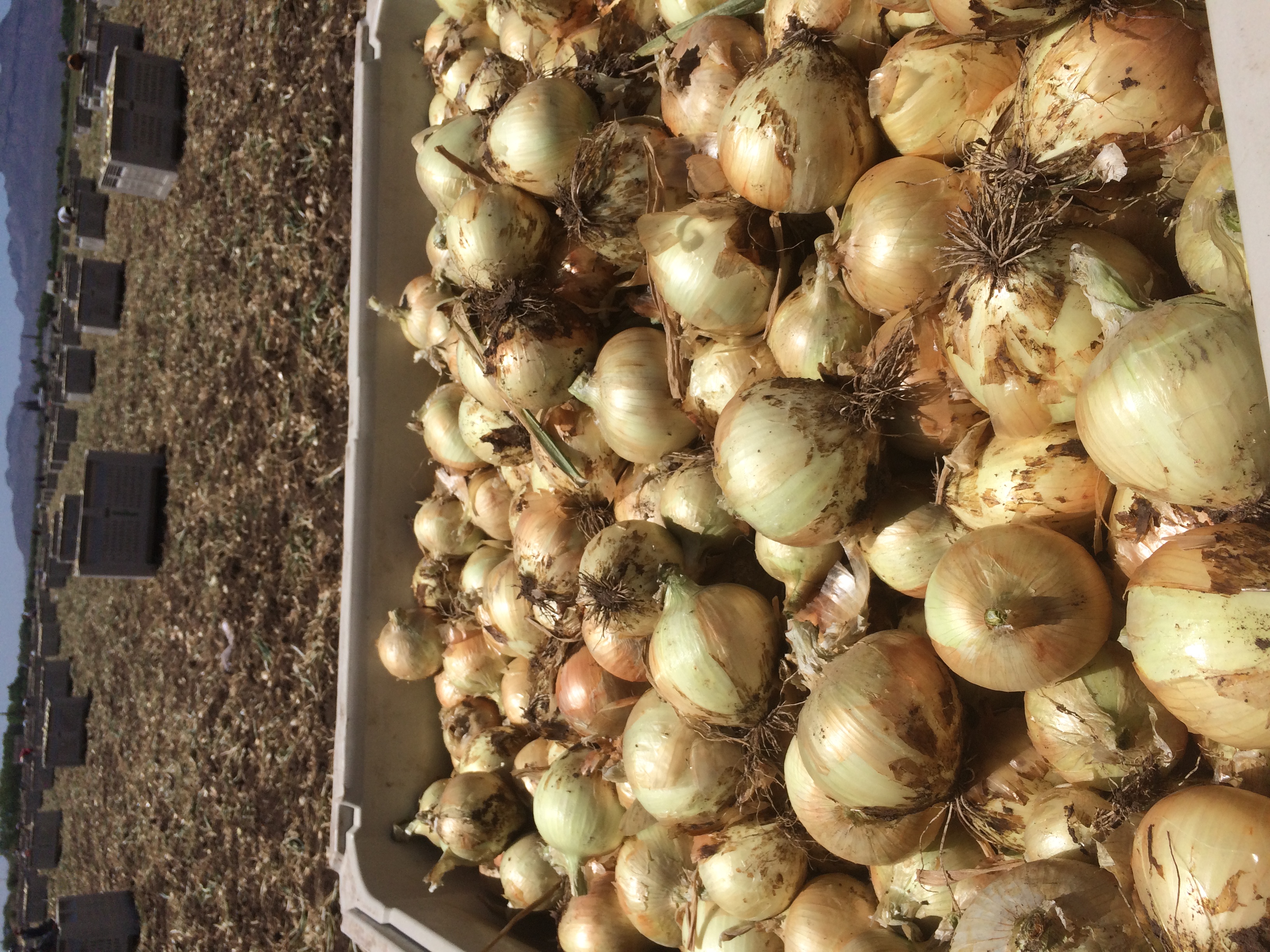 PHOTO GALLERY | nationalonioninc