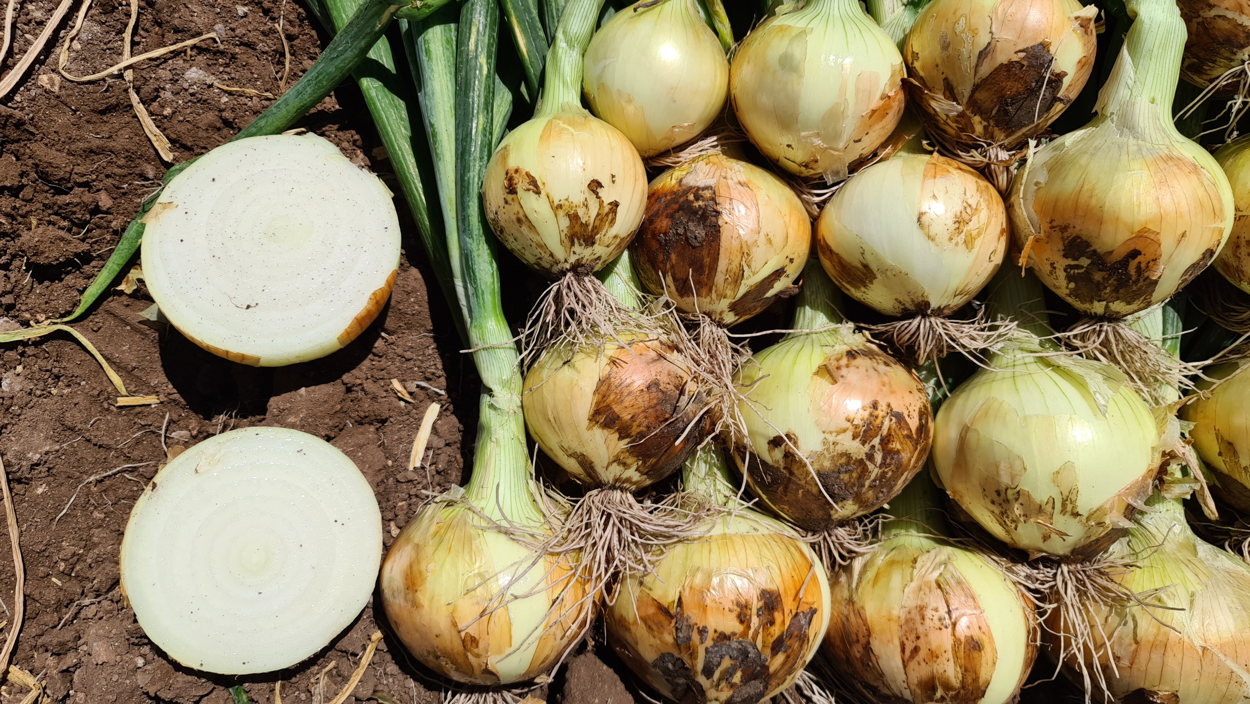 PHOTO GALLERY | nationalonioninc