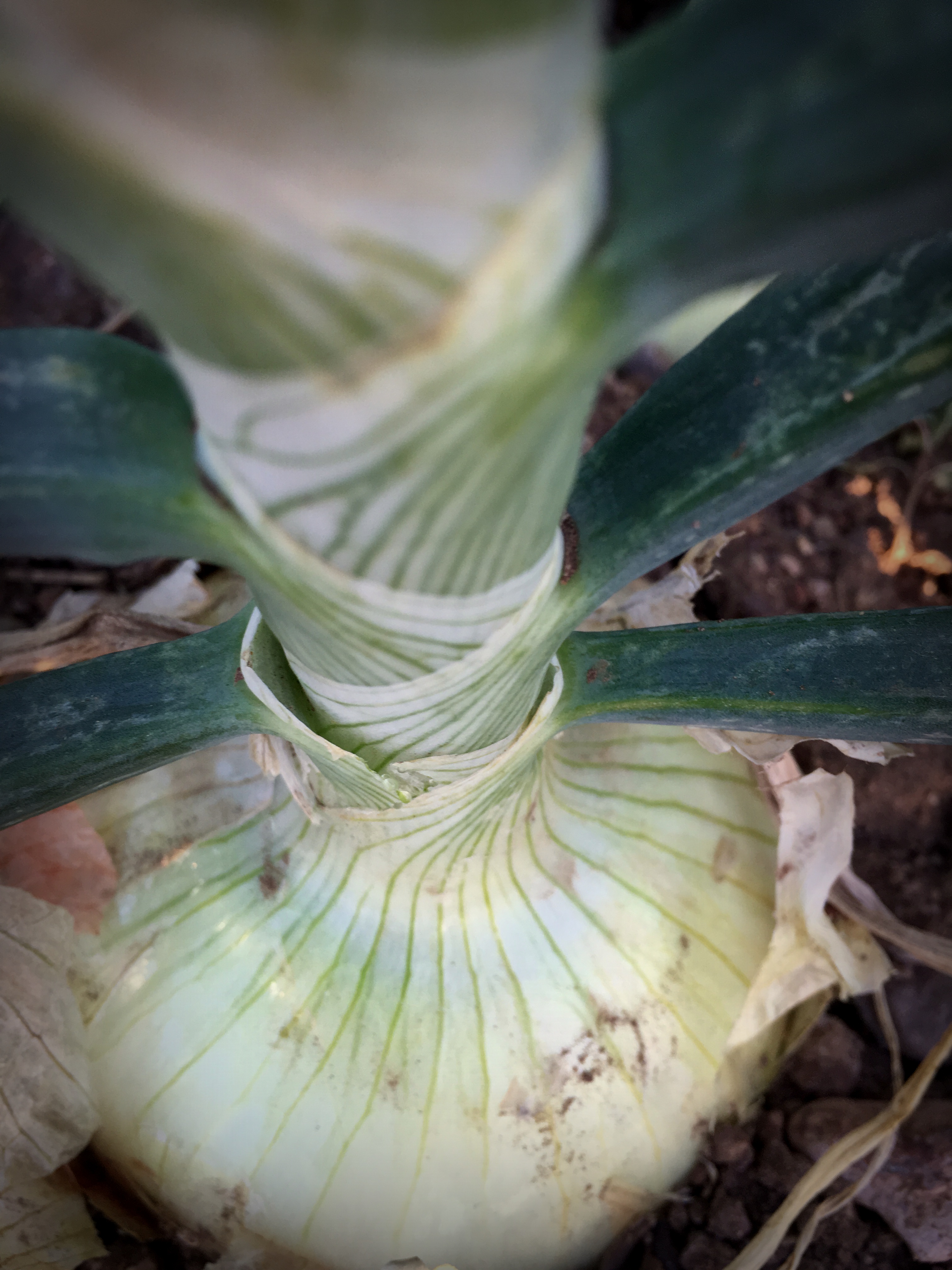 PHOTO GALLERY | nationalonioninc