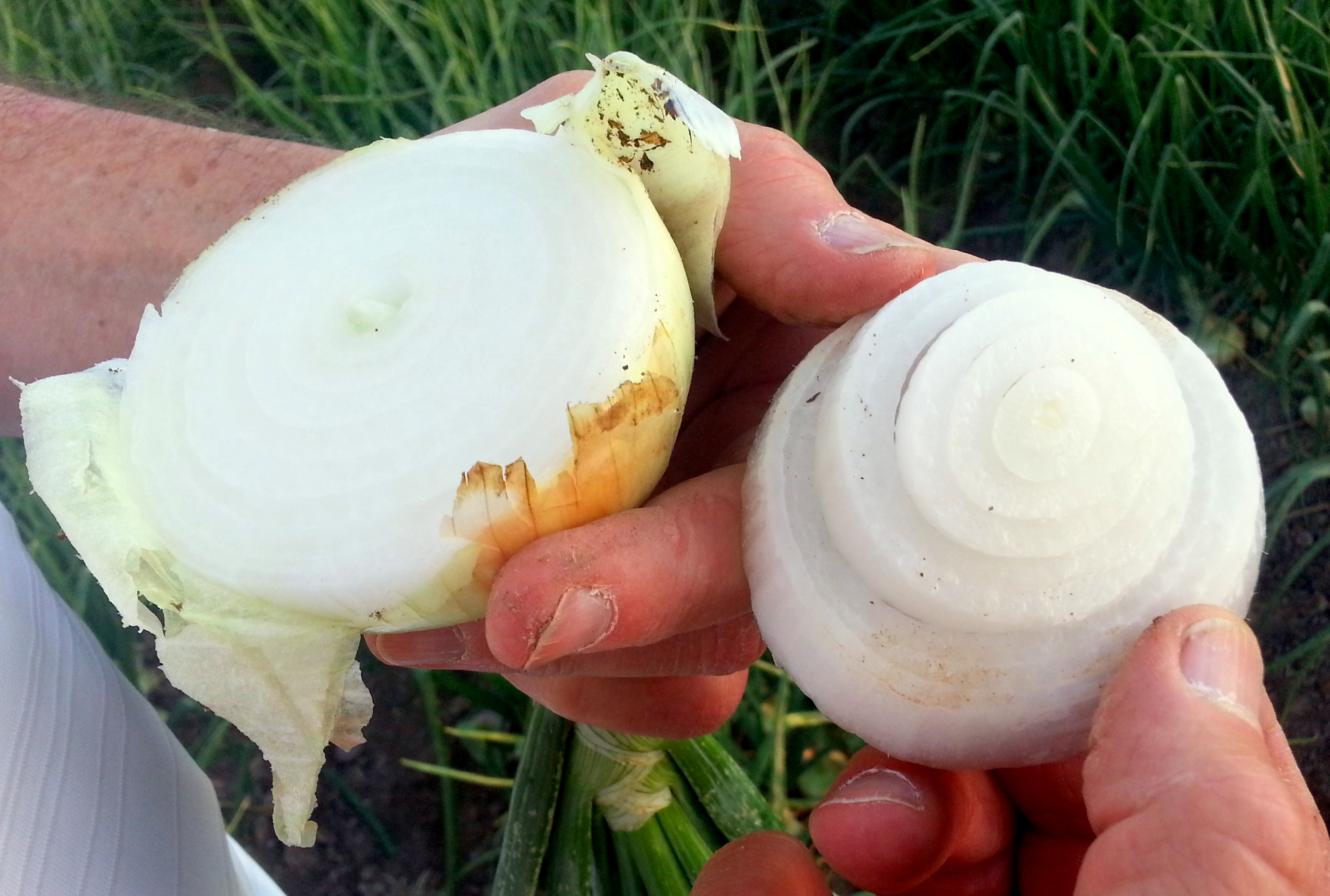 PHOTO GALLERY | nationalonioninc