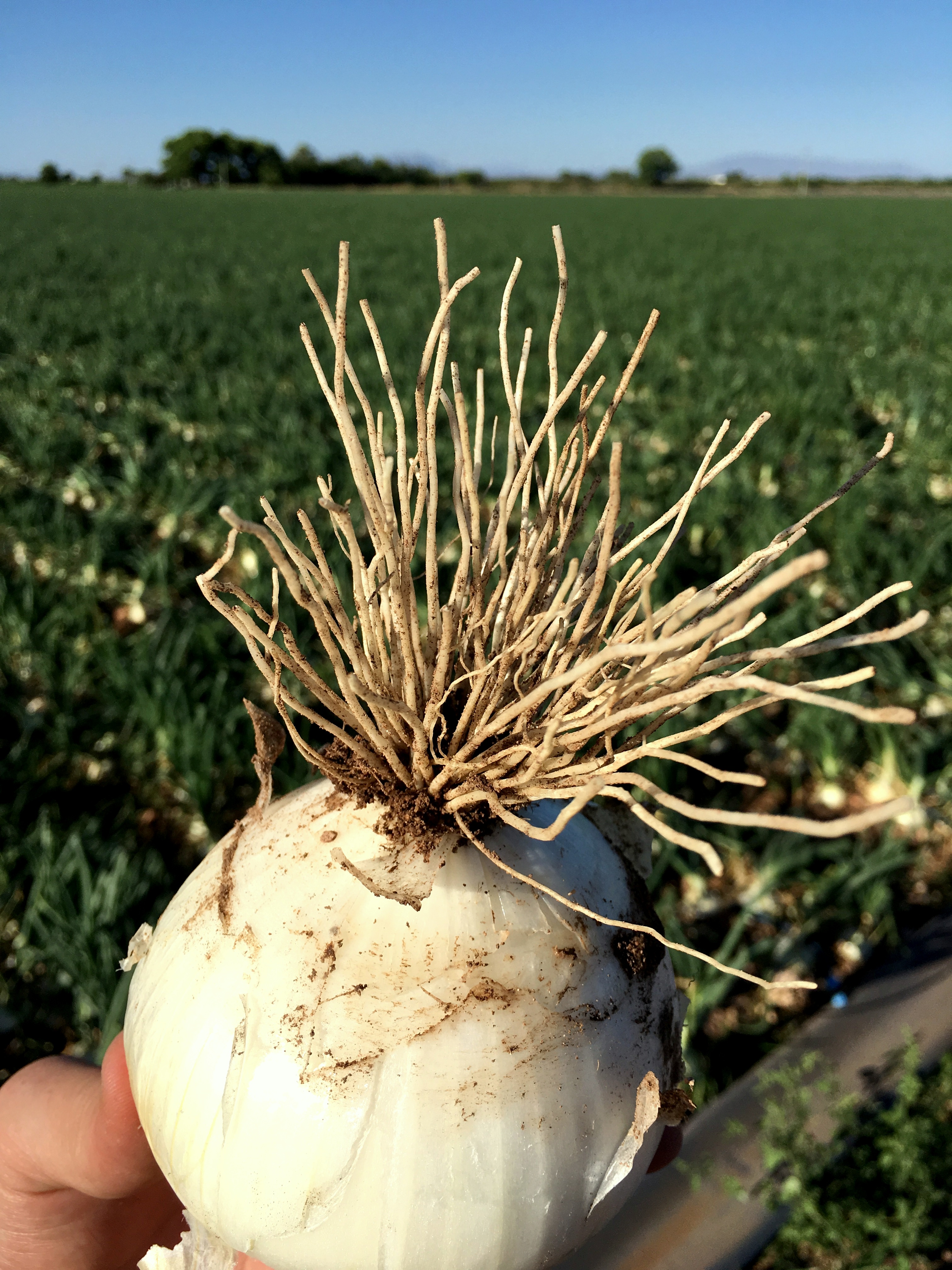 PHOTO GALLERY | nationalonioninc