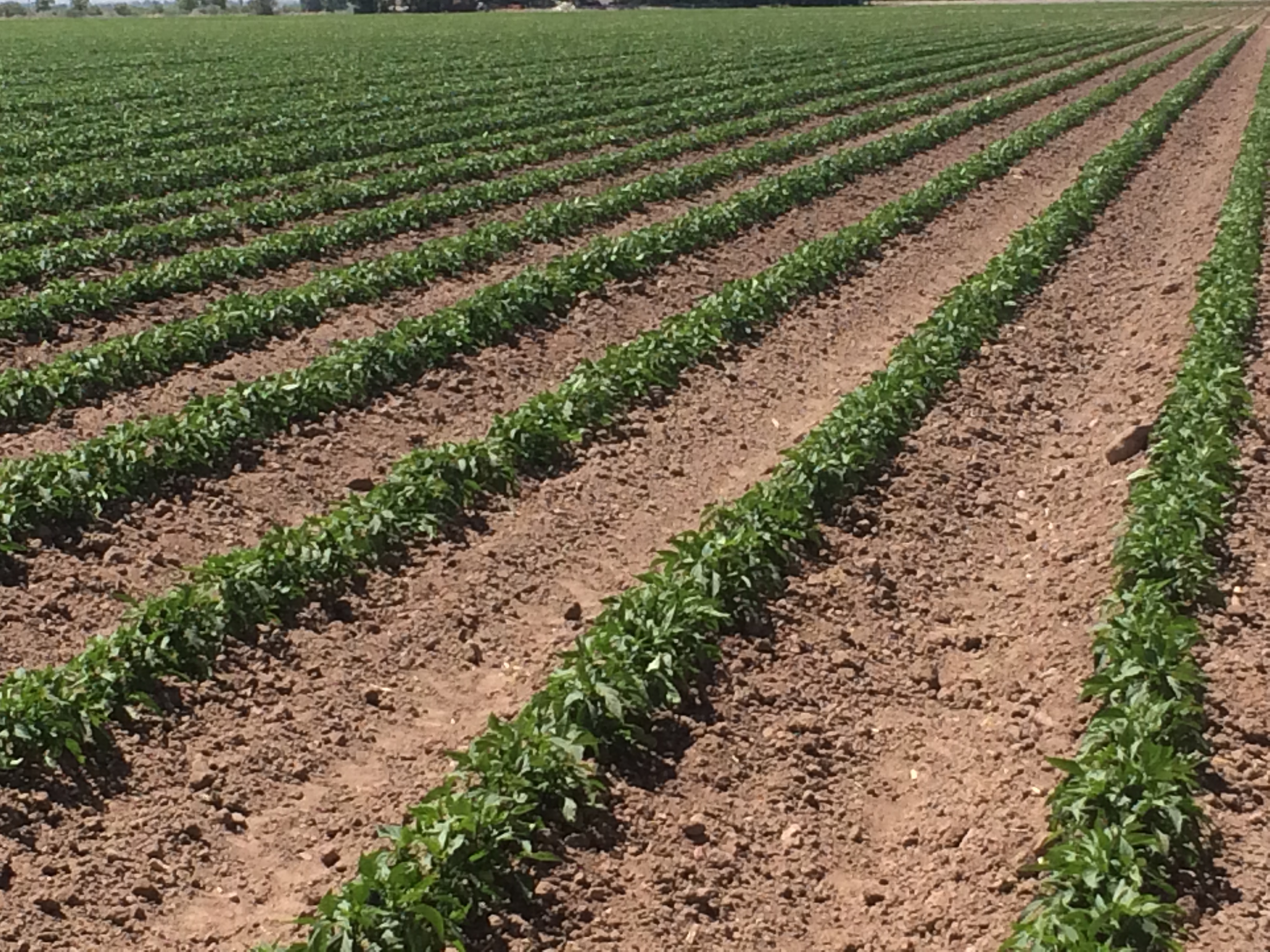 PHOTO GALLERY | nationalonioninc