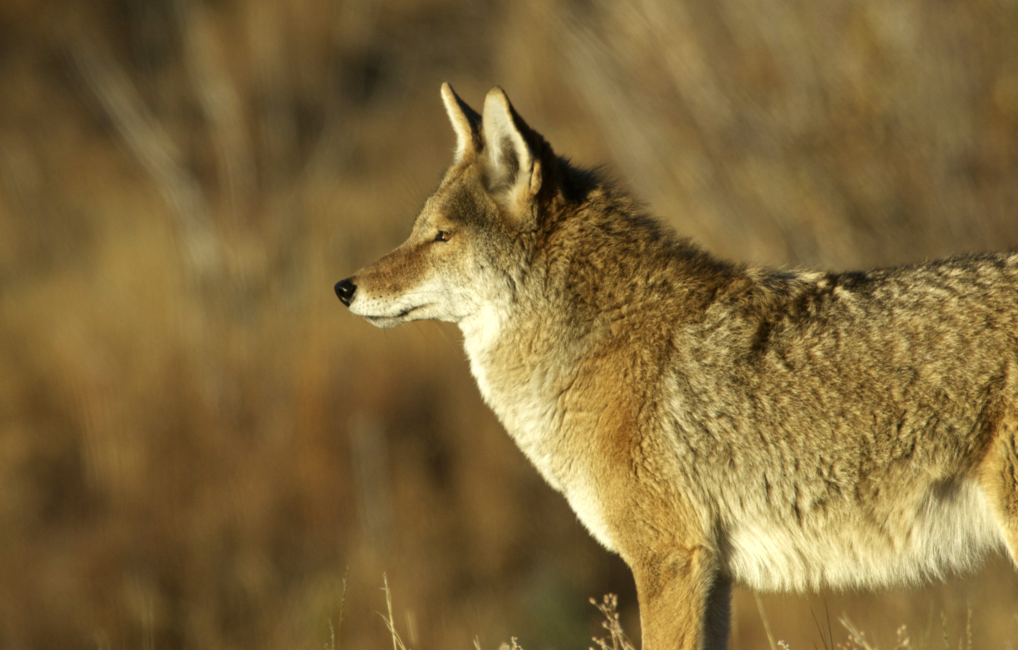 Miscelaneous Wildlife Photography