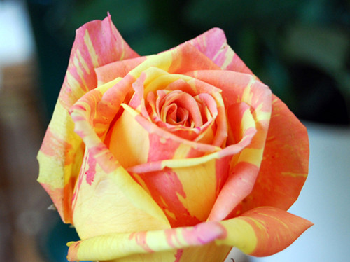 ROSE FIESTA | Fleurs de prestige