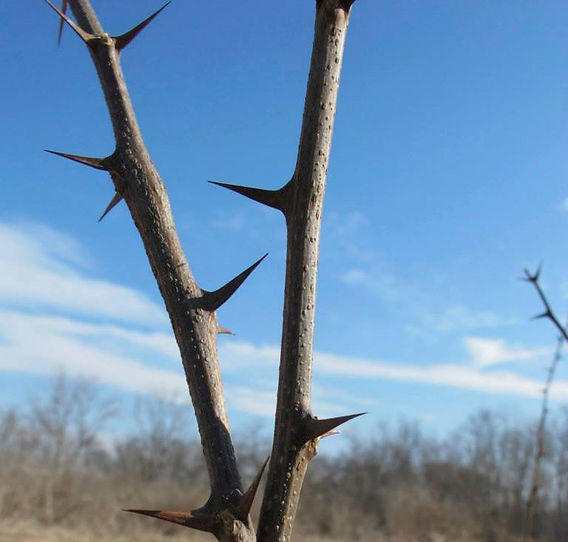 locust thorns