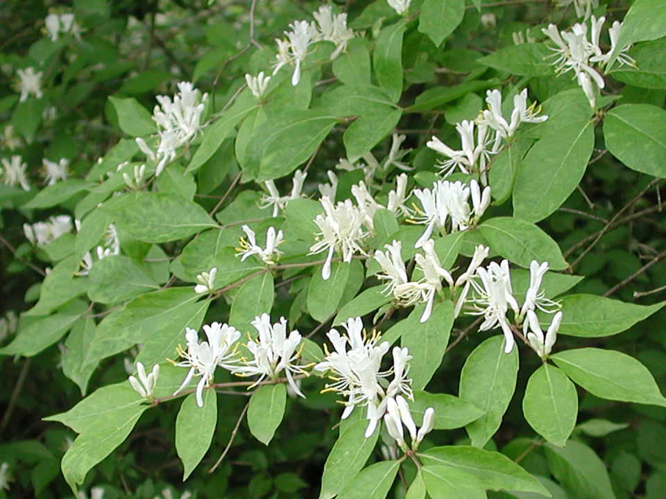 Asian Bush Honeysuckle