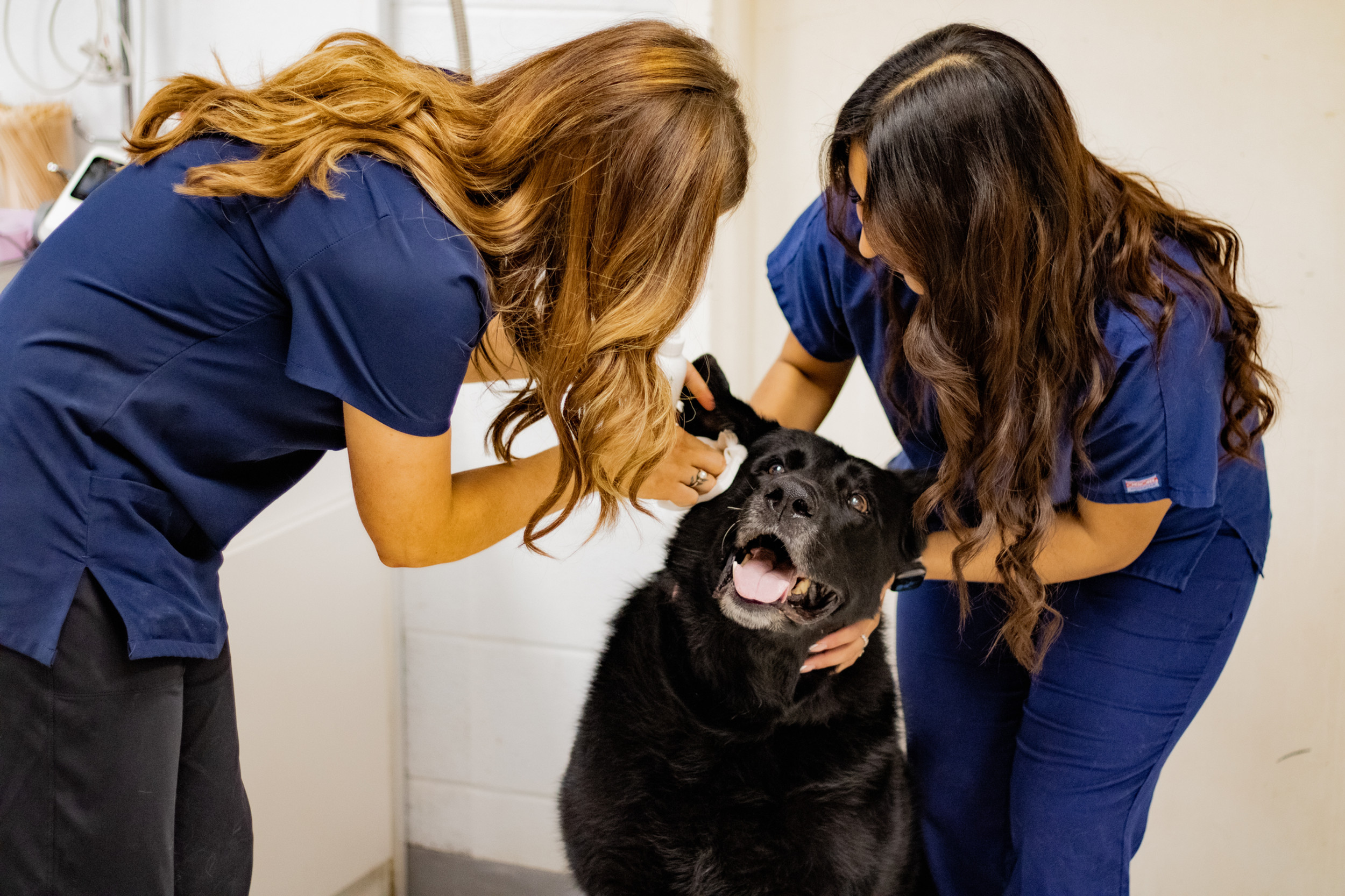 Meet Our Staff | Conover Veterinary Hospital