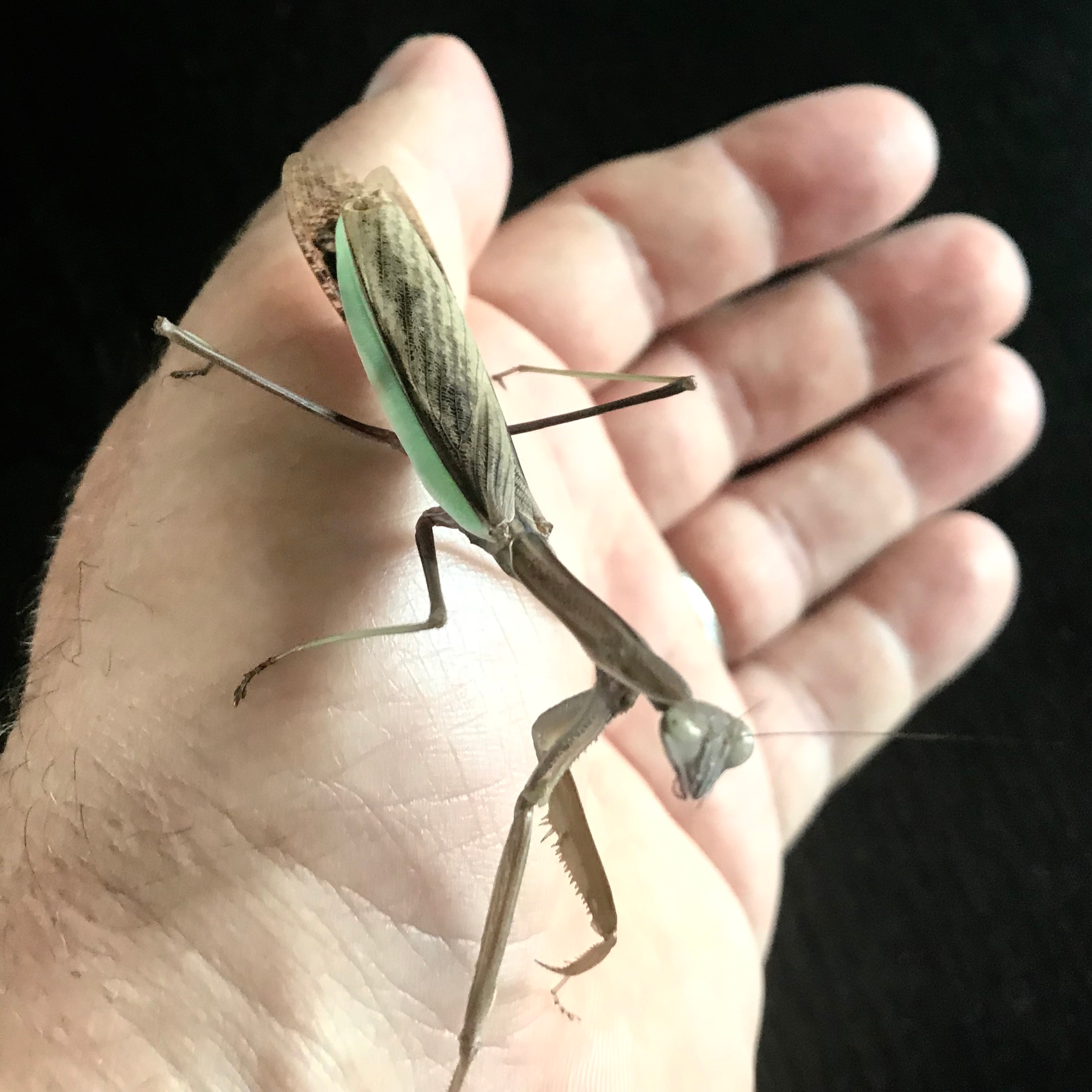 Chinese Mantis | EmethZoo