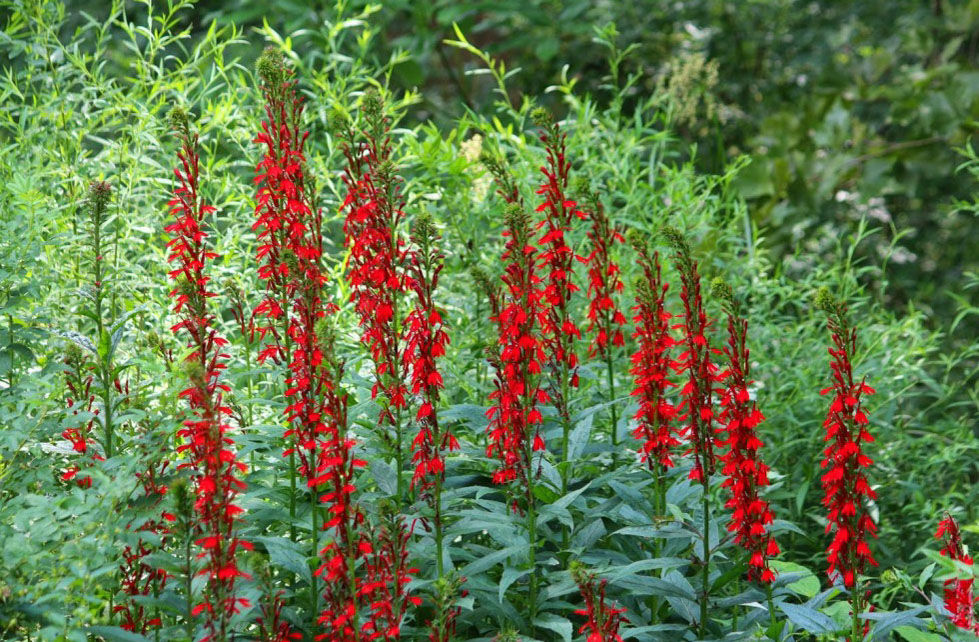 Plantes indigènes : pour s’entourer de nature authentique!