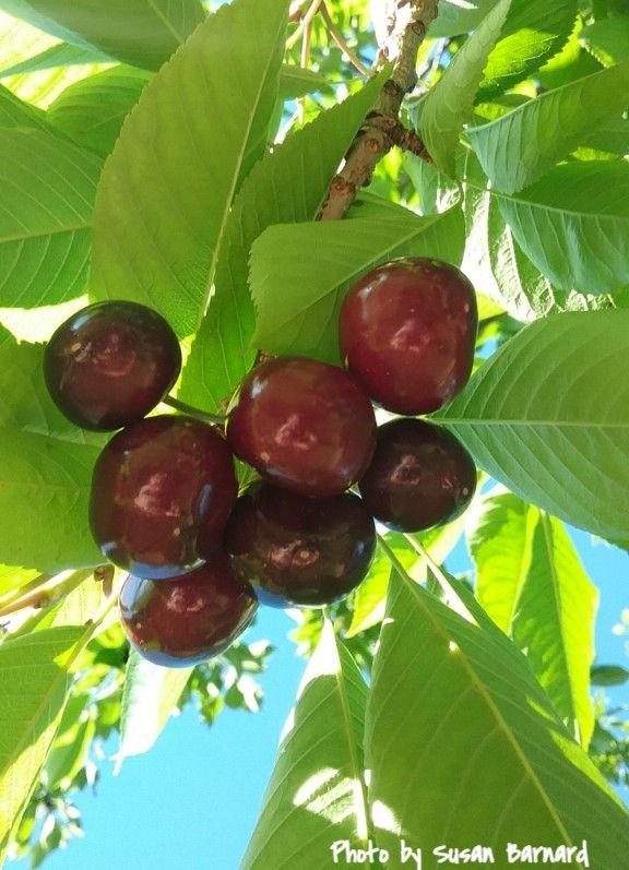 Triple Cherry Jackpot