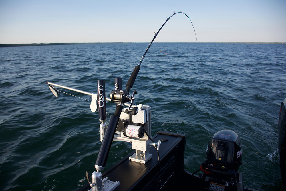 Double Down For More Rigger Fish