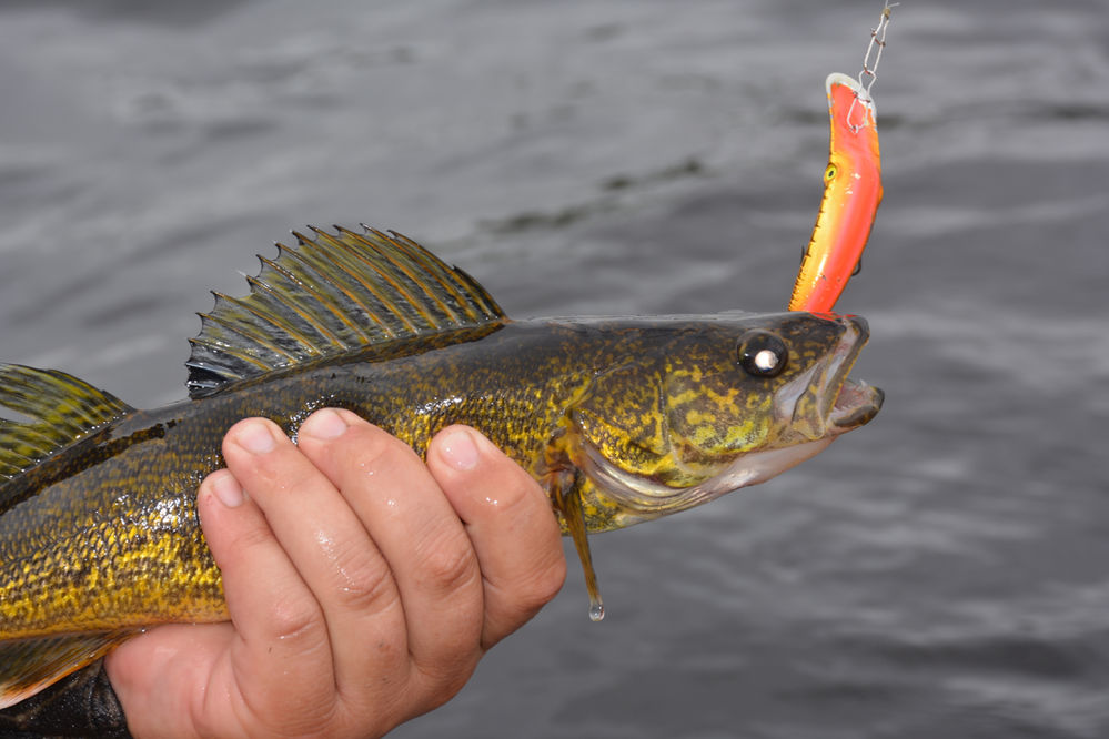 Wiggle Your Way To More Walleye